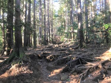 Top 6 Must Hiking Trails in Hakone | Articles by K's House Hostels