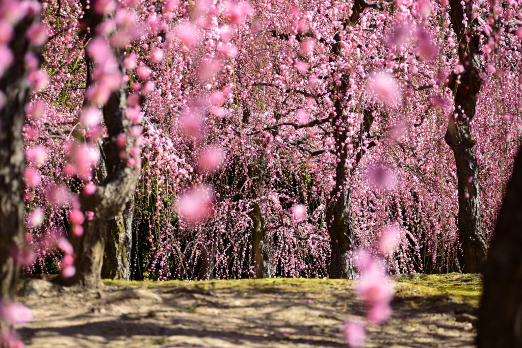 Kyoto Traditional Events & Festivals – Yearly Calendar | Tourist info ...